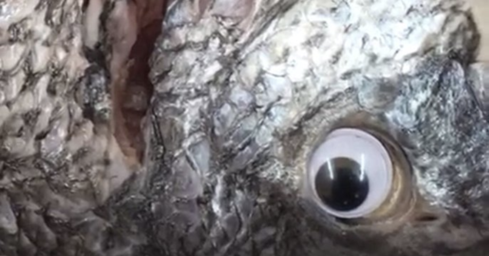 Shop in Kuwait caught sticking googly eyes on fish to make them look ...