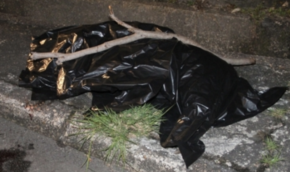 Wild boar hit by car in Sha Tin and dies of serious injuries - Dimsum Daily