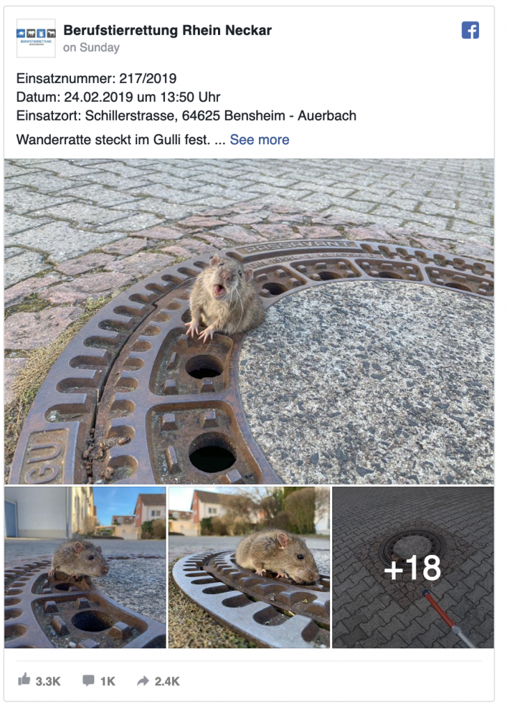 German firefighters work to free rat stuck in manhole cover - Dimsum Daily