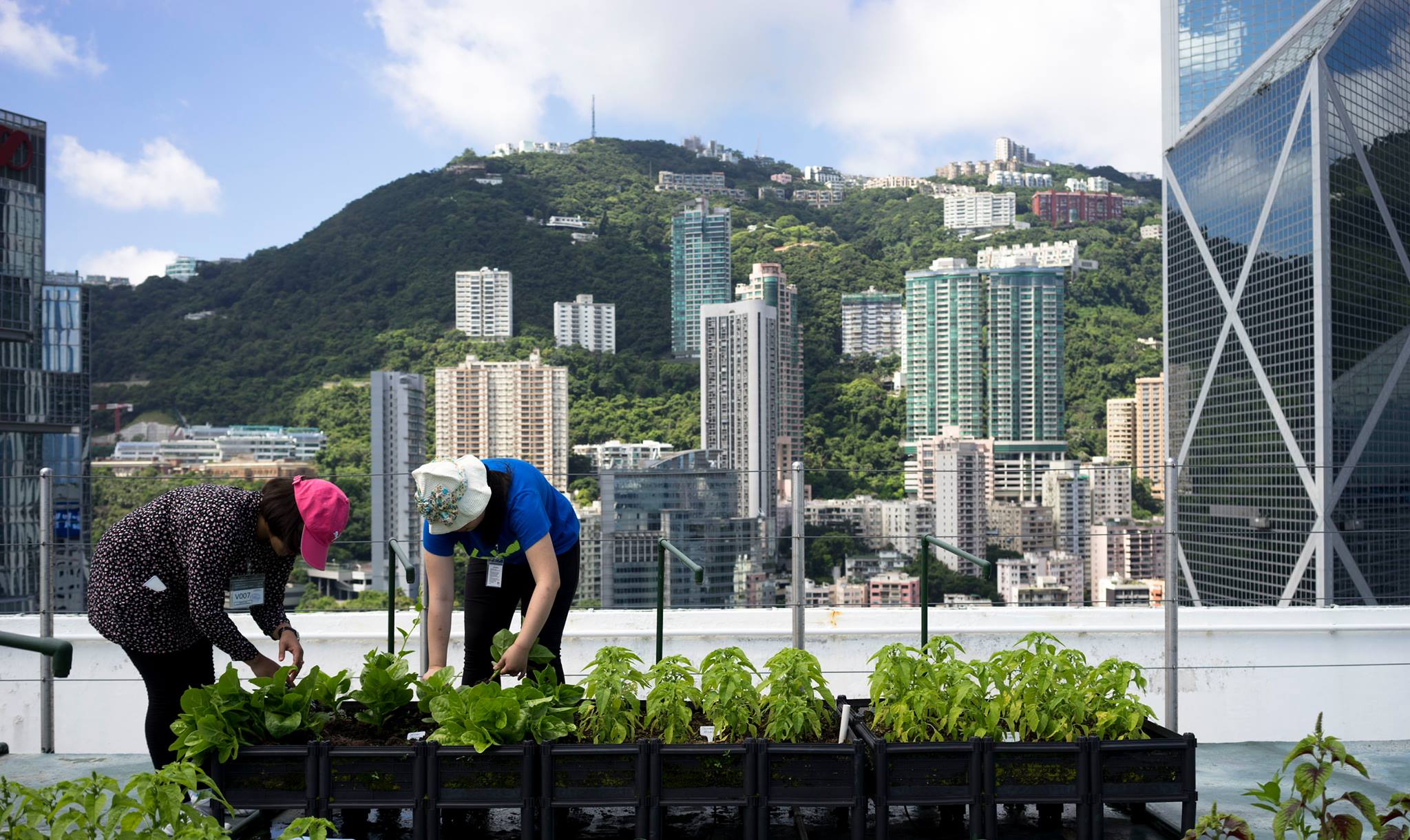 Open day on urban farming by Rooftop Republic Academy - Dimsum Daily