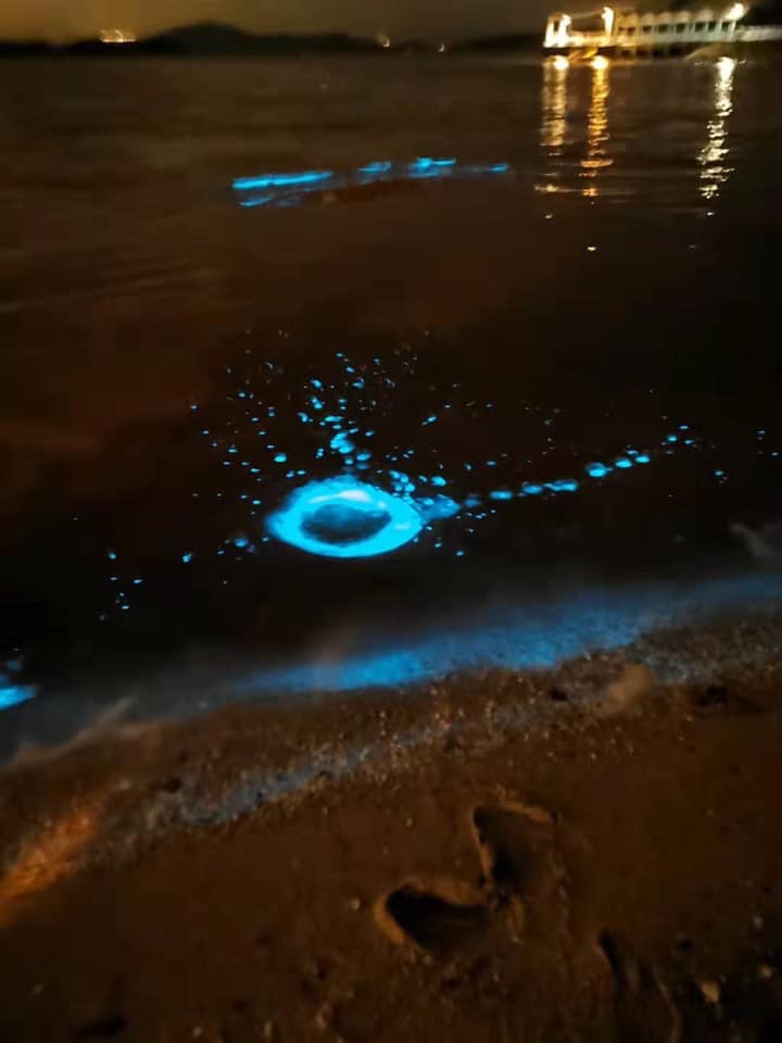 'Sea Sparkles' put on phenomenal blue light show near Ma On Shan ...