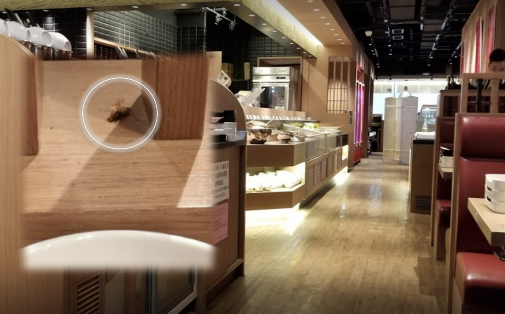 Syabu-syabu restaurant in Tai Po infested with roaches - Dimsum Daily
