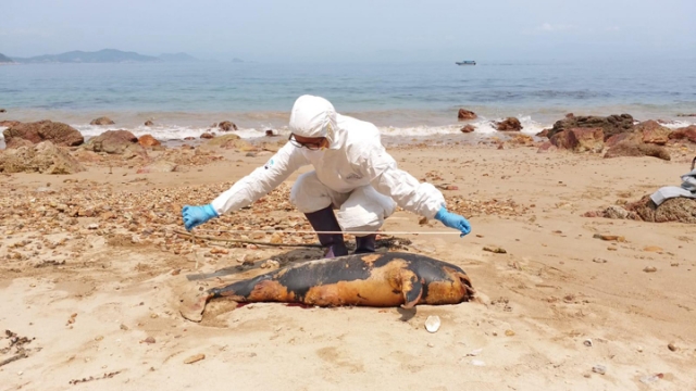 Another decomposed baby dolphin washed up on shore in Sai Kung - Dimsum ...