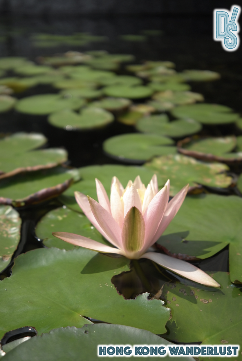 Wanderlust guide to Tsz Shan Monastery in Tai Po - Dimsum Daily