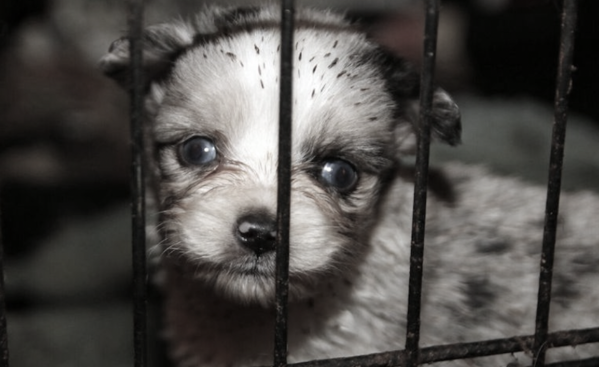 AFCD proposes maximum fine of HK$2 million and 10 years imprisonment ...