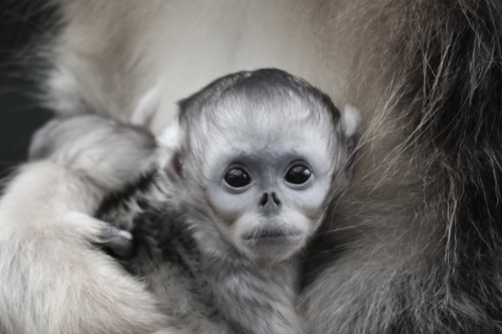 Ocean Park offers FREE entry for HK residents born in the month of May ...