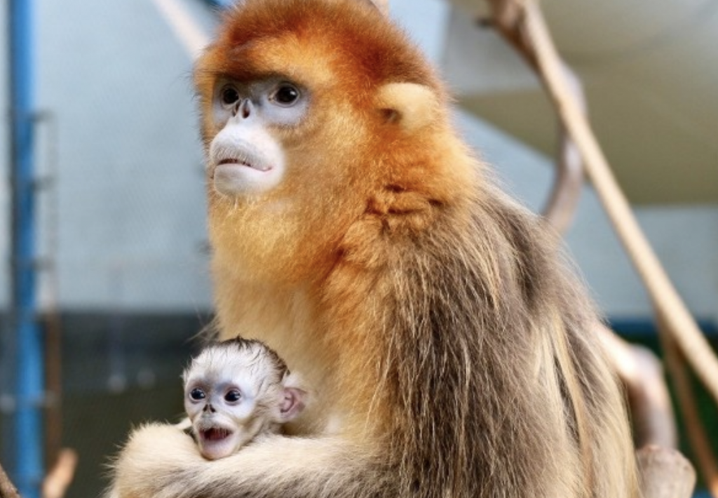 Ocean Park offers FREE entry for HK residents born in the month of May ...