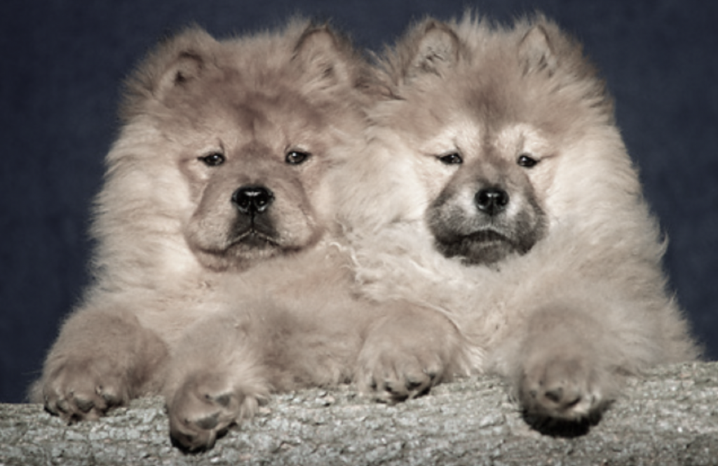 Two Chow Chows dead after eating suspected poison in Pat Heong - Dimsum ...