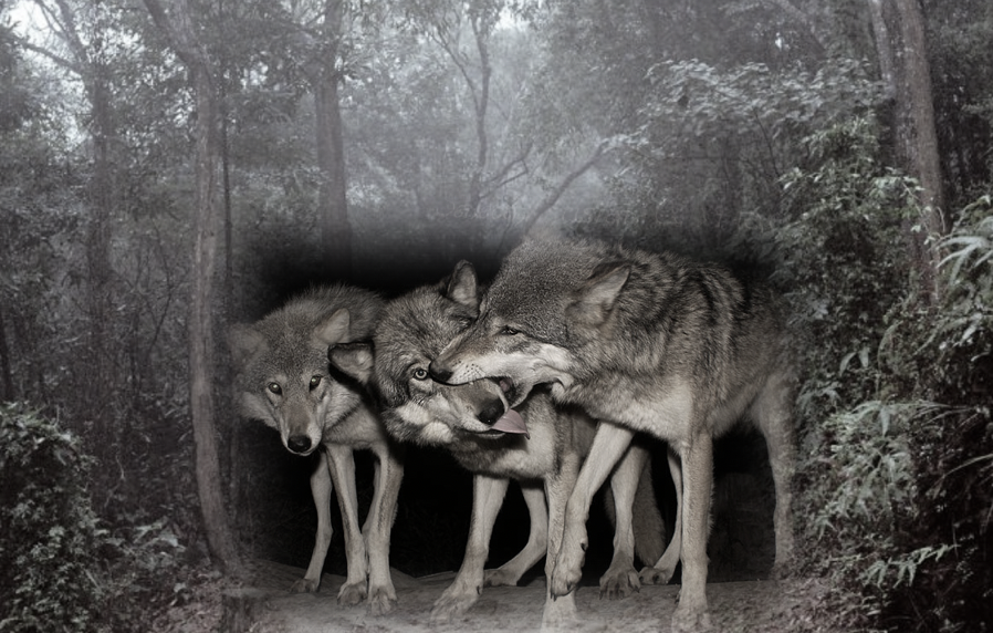 4 wolf-like creatures surround 3 hikers on MacLehose Trail Stage 5 at ...
