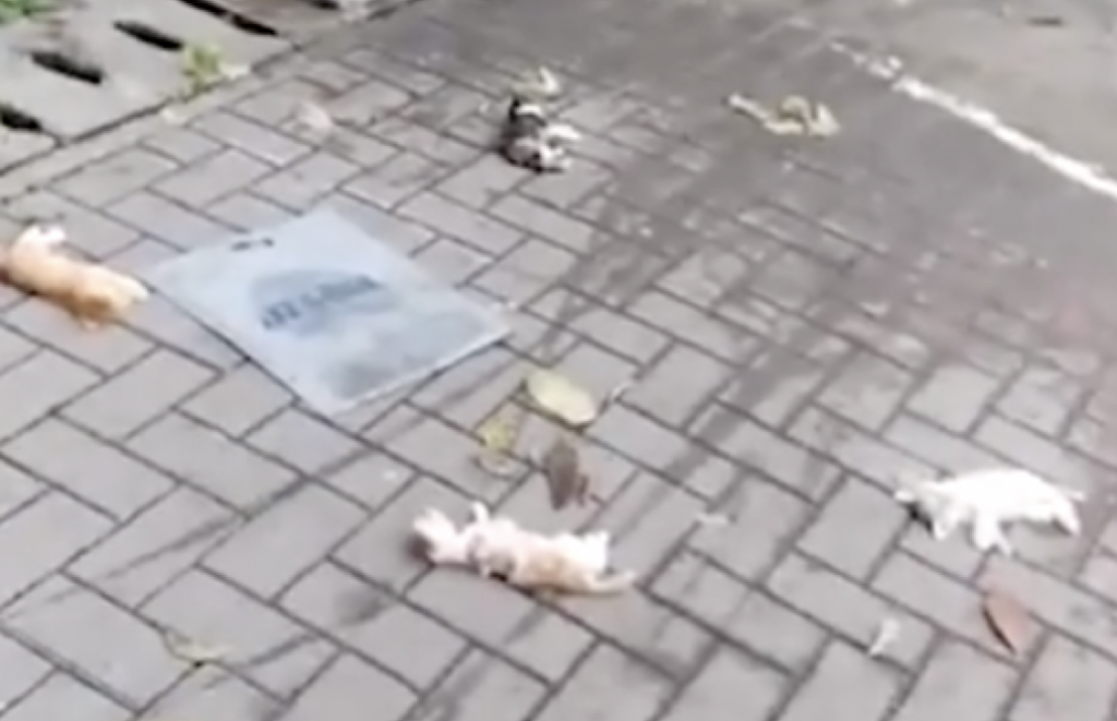 Stray cats poisoned and killed in New Territories - Dimsum Daily