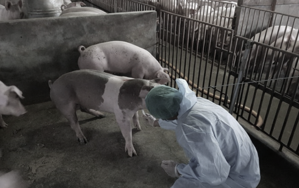 First African swine fever virus detected in the internal organs of a ...