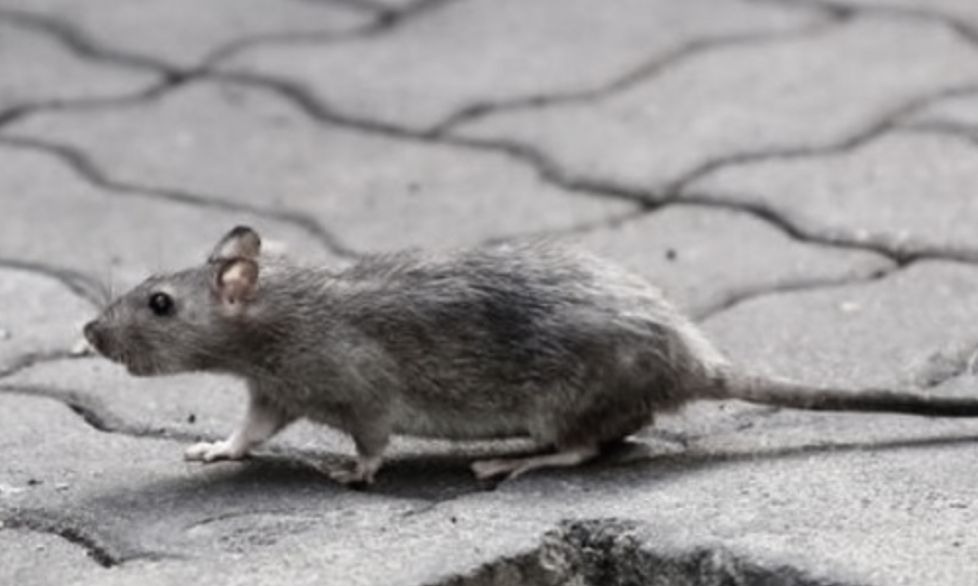 One of three men died of rare rat Hepatitis E transmitted from rats to ...