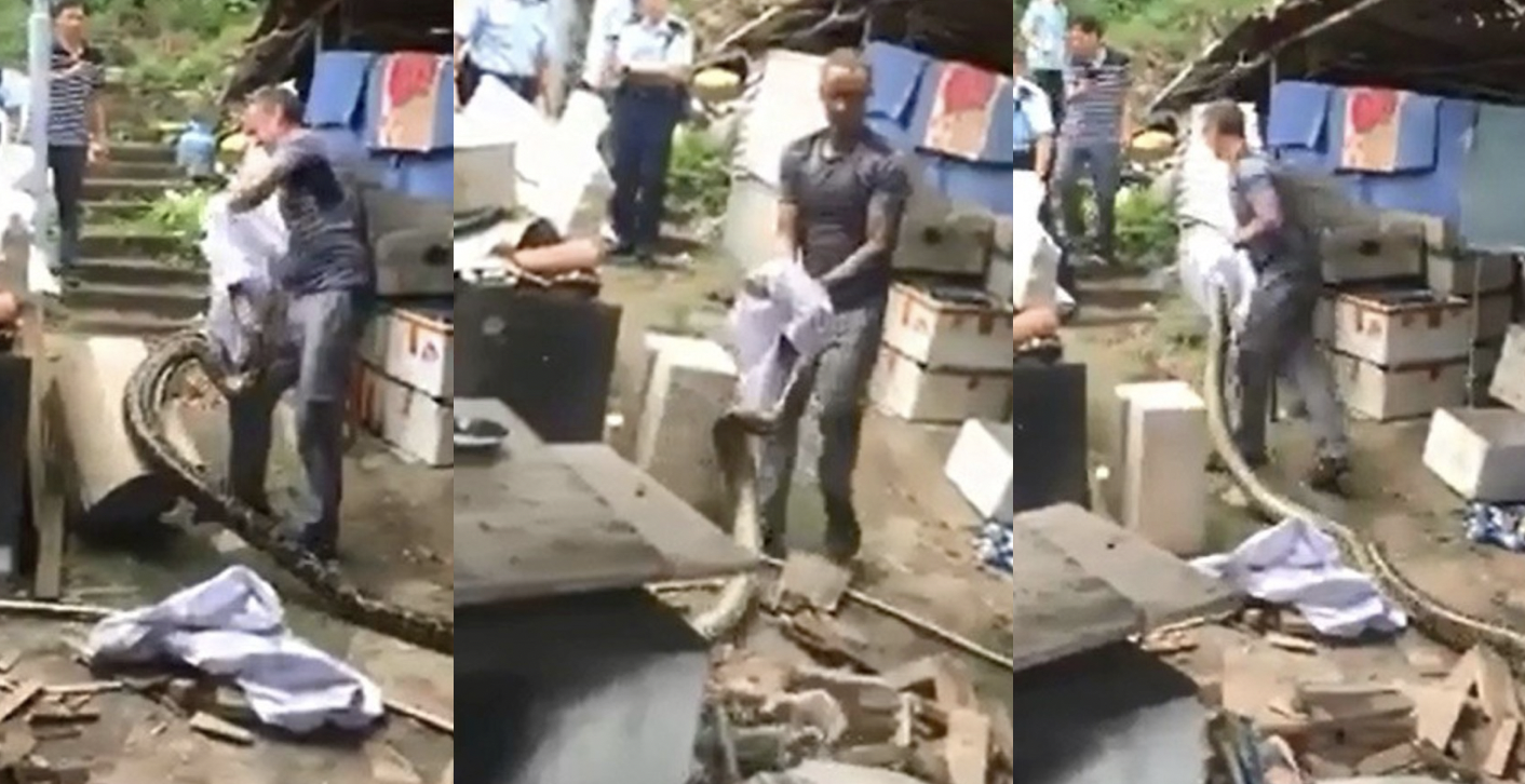 4 meter long python found in New Territories village - Dimsum Daily
