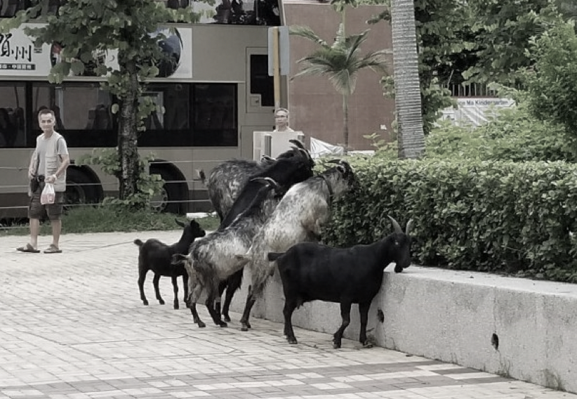Lost goats wander on the streets near Siu Hong Court in Tuen Mun ...