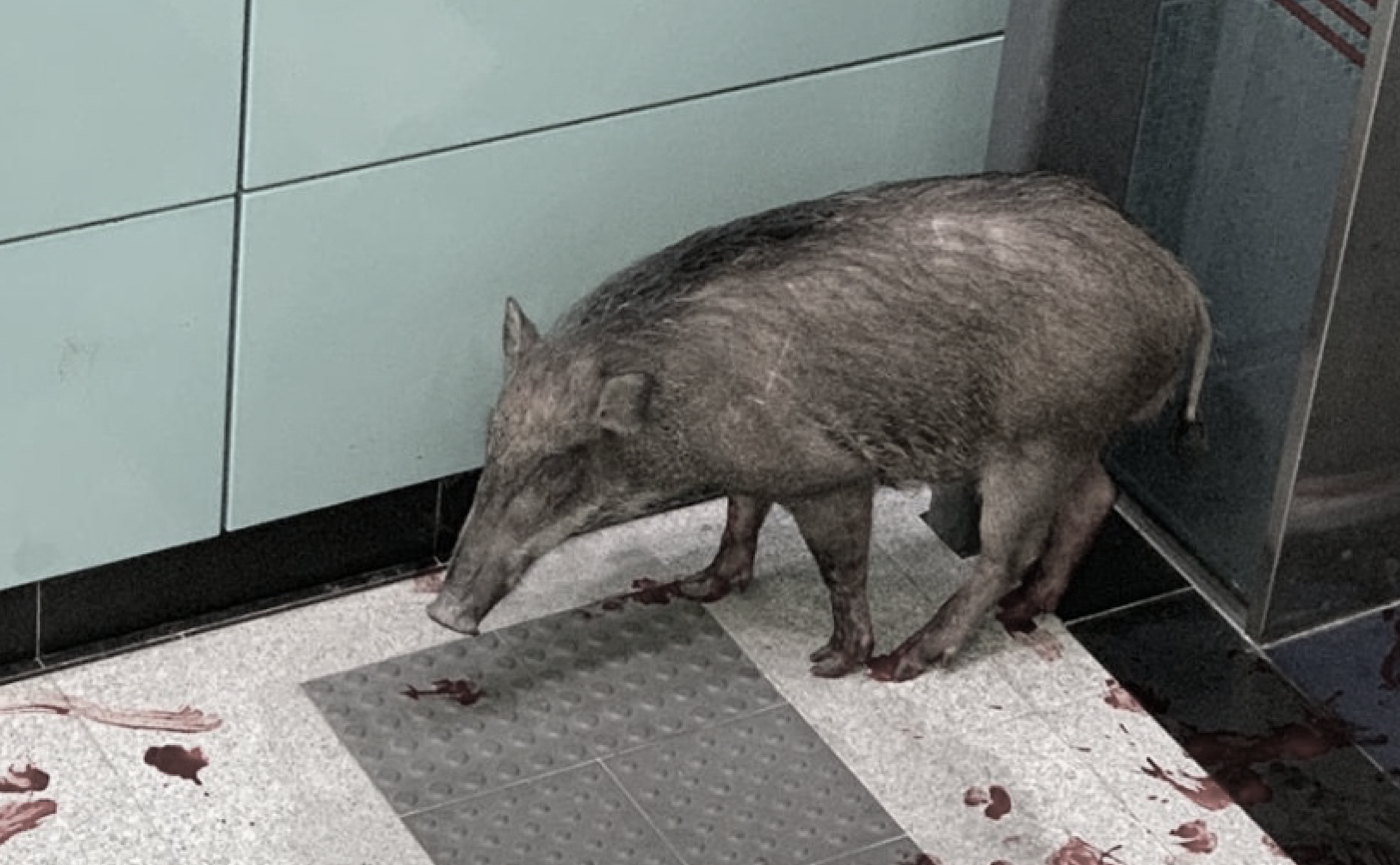 Injured wild boar trapped at Kennedy Town MTR Station euthanised today ...
