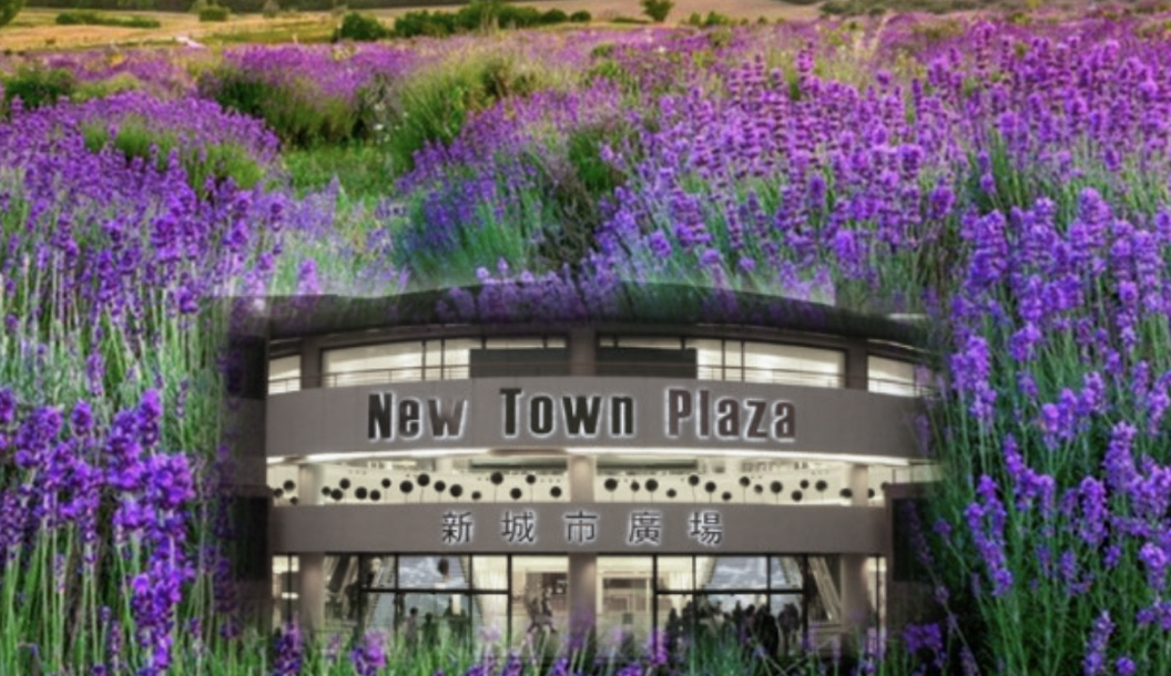 Lavender Romance in Town - 3,000sqf lavender garden will open to public ...