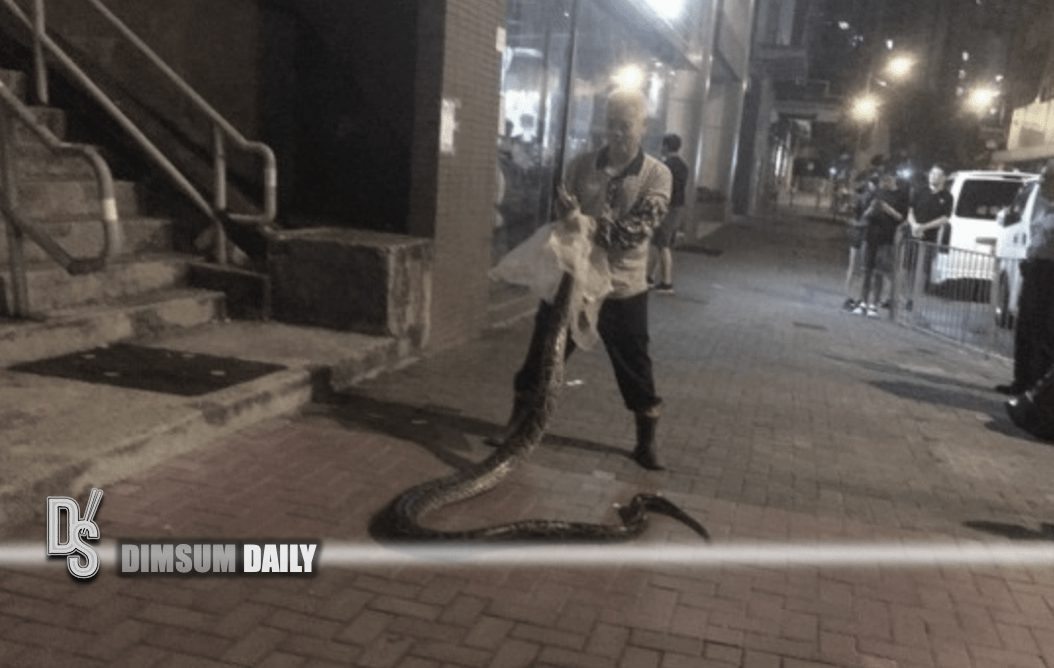 2m long python found near Old Main Street in Aberdeen - Dimsum Daily