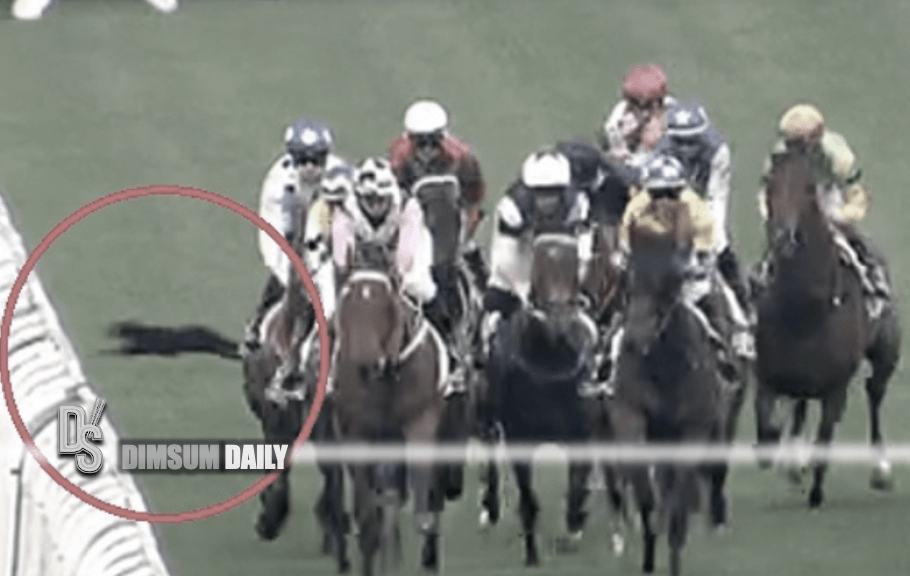 Black cat disrupts horse racing at the Sha Tin racecourse - Dimsum Daily