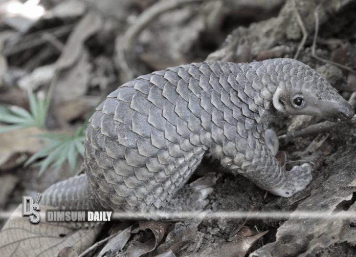 Chinese research shows that Malayan pangolins have the potential to act ...