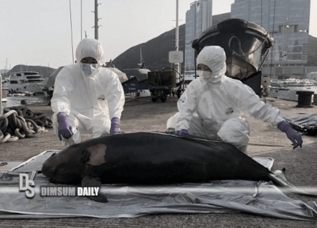 Female dolphin washed up the shore opposite Wailingding Island - Dimsum ...