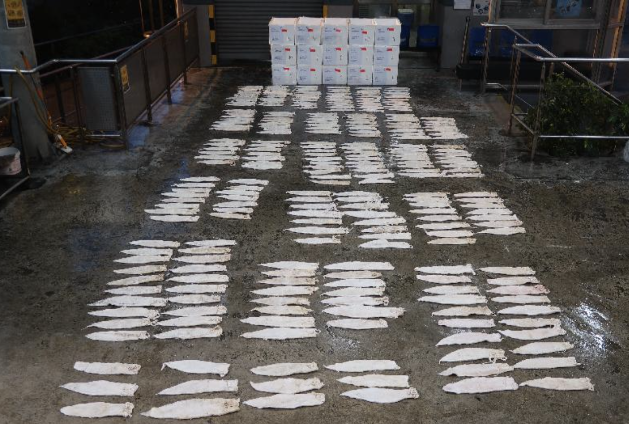 160kg of totoaba fish maw worth HK$25m seized by HK Customs, 5 men ...