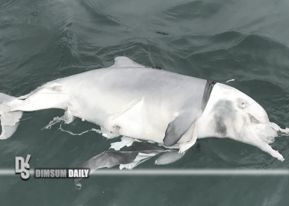 Dead dolphin found in the seawater near Lamma Island - Dimsum Daily