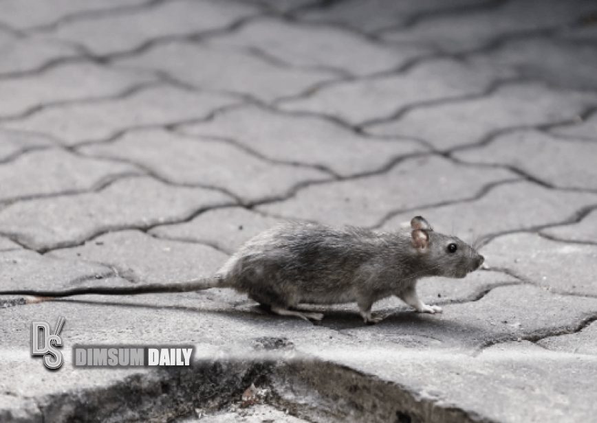 626 dead rodents and 620 live ones collected by FEHD in anti-rodent ...