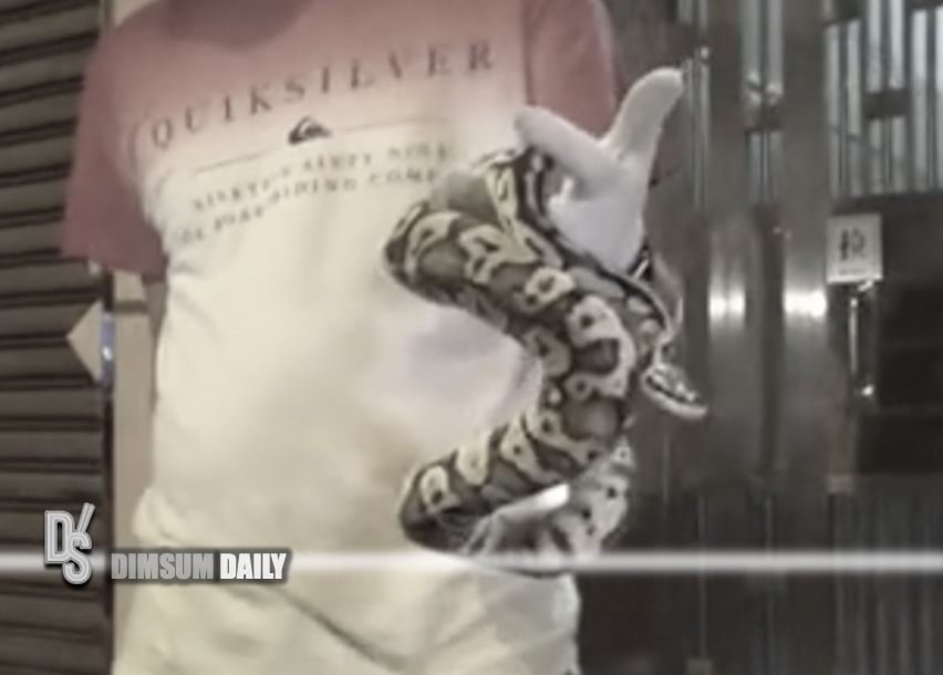 Python found in apartment toilet in Mong Kok - Dimsum Daily