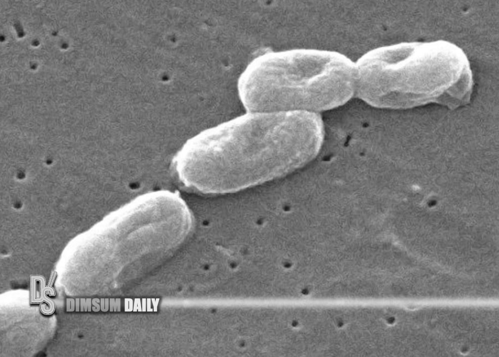 Cluster of Burkholderia cepacia complex infection under DH ...