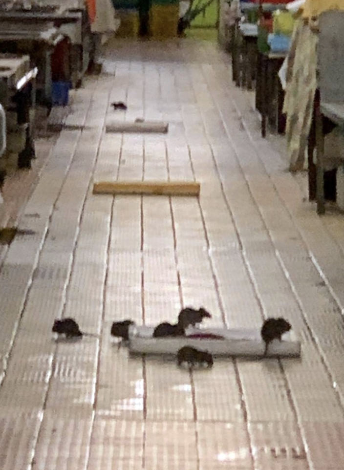 Another market in Wong Tai Sin infested with rodents - Dimsum Daily