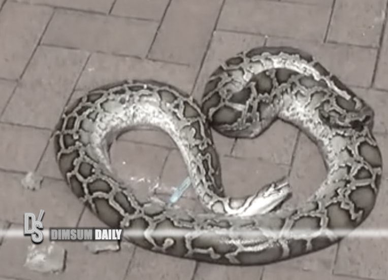 2m-long python found at Mei Foo Sun Chuen in Lai Chi Kok - Dimsum Daily