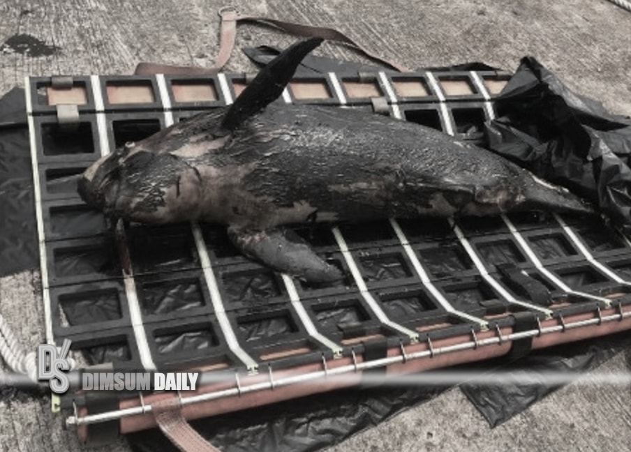 Another 150cm-long dolphin carcass found at Hei Ling Chau - Dimsum Daily