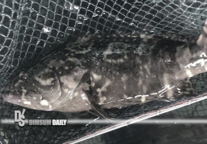 CFS finds malachite green in prepackaged Sabah Giant grouper sample ...