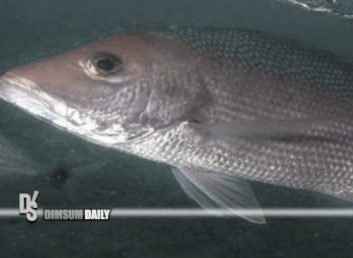 Boy aged 9 and 16-year-old girl develop symptoms of ciguatoxin ...