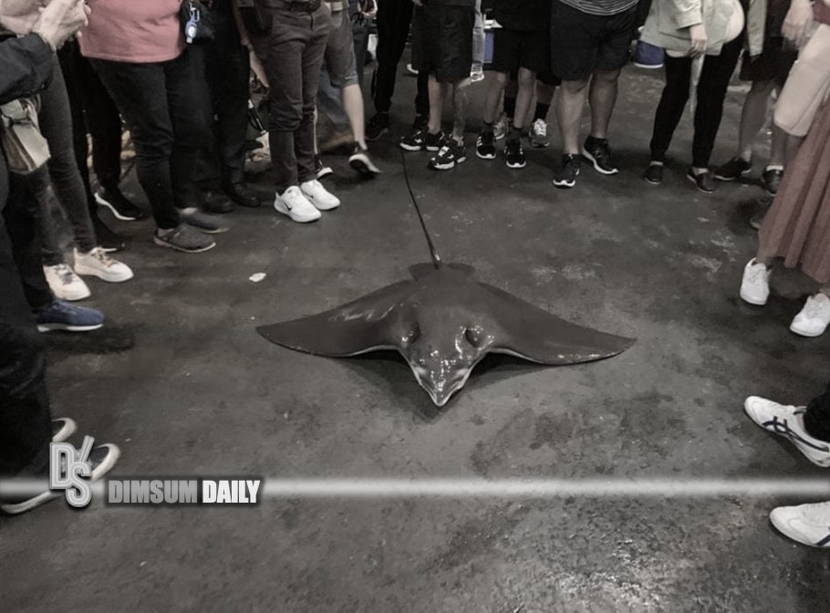 Giant Butterfly ray caught and displayed at Tsuen Wan Ferry Pier ...