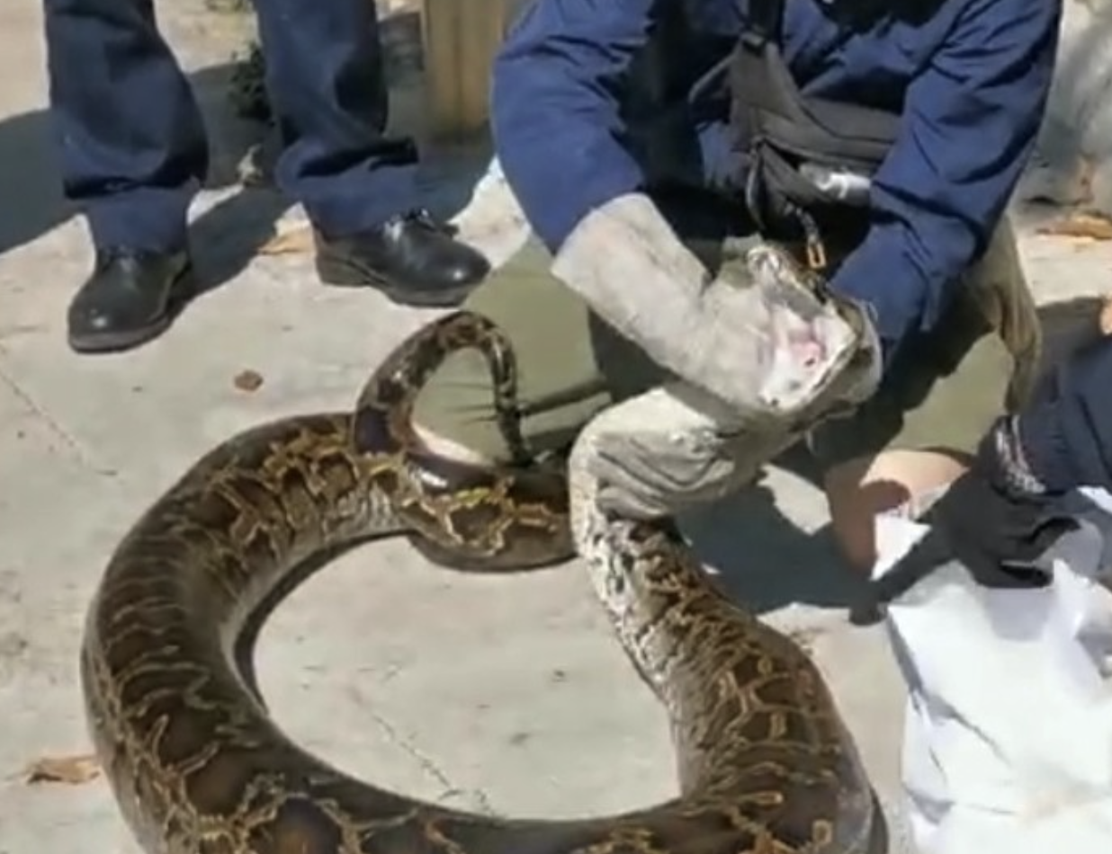 6-feet python found on hillside in Yuen Long - Dimsum Daily
