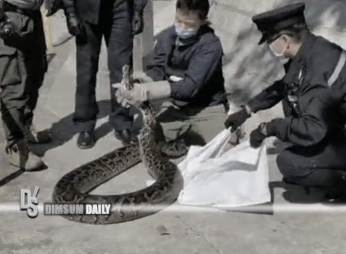 6-feet python found on hillside in Yuen Long - Dimsum Daily