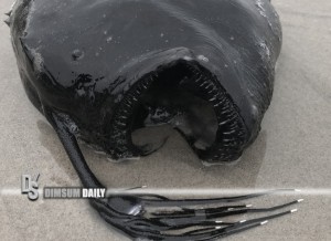 Horrifying deep-sea ‘football fish’ washes up on California beach ...