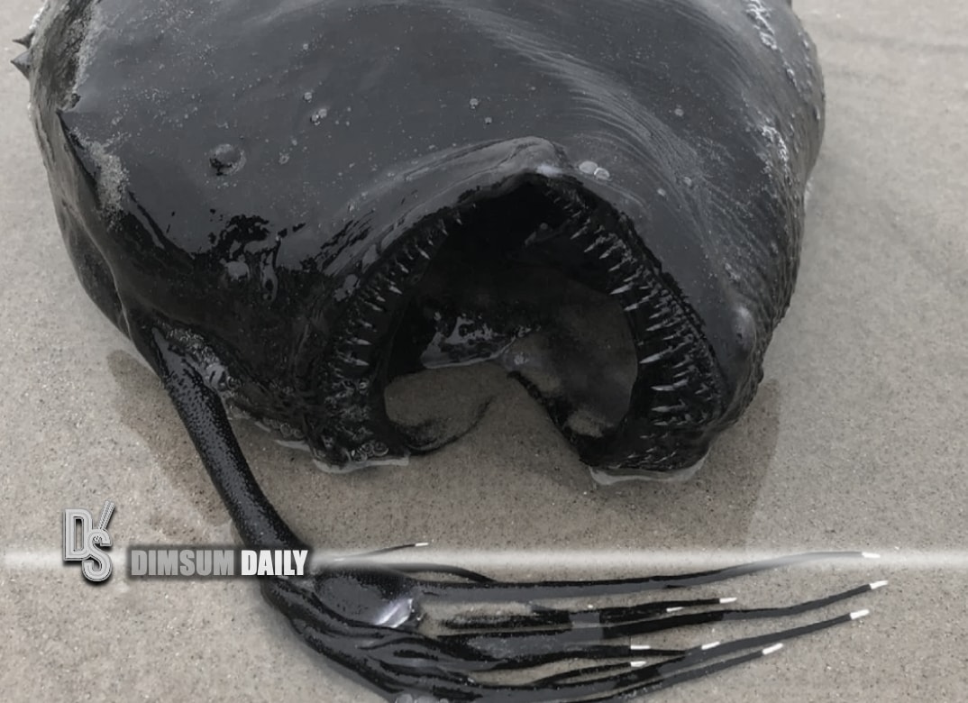 Horrifying deep-sea ‘football fish’ washes up on California beach ...