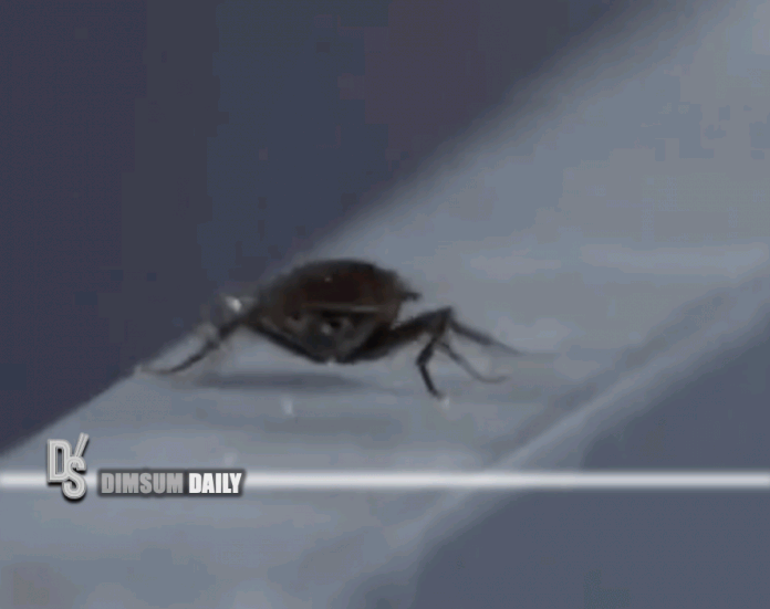 Cameraman records cockroach during women’s hockey game in Tokyo ...