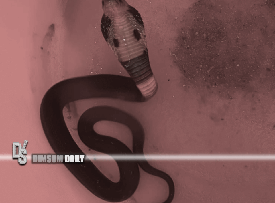 Chinese cobra captured on Deep Water Bay beach by lifeguard today ...