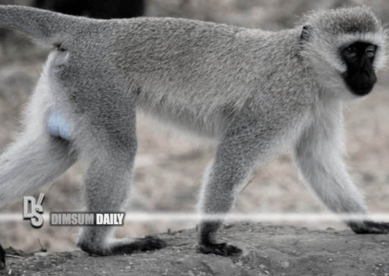 Netizens going ga-ga over monkeys with blue testicles - Dimsum Daily