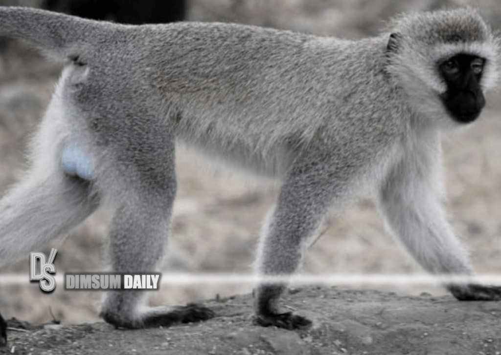 Netizens going ga-ga over monkeys with blue testicles - Dimsum Daily