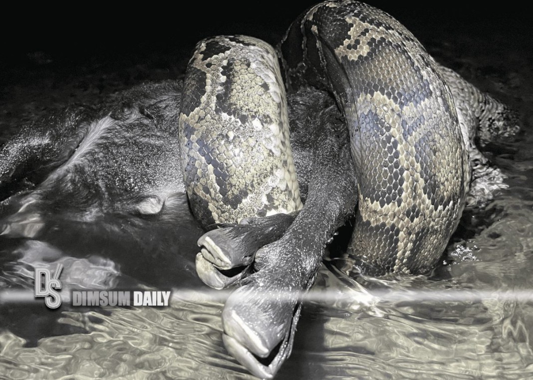 Netizen captures python strangling a goat in catchwater - Dimsum Daily