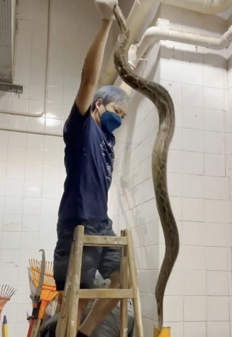 Snake catcher shares chilling moment when he caught a python in a ...