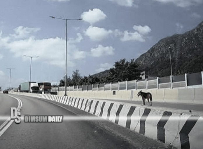 Dog stands precariously on concrete traffic divider on Lung Fu Road ...