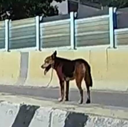 Dog stands precariously on concrete traffic divider on Lung Fu Road ...