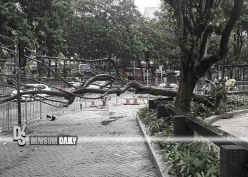 HK PolyU develops intelligent urban tree monitoring system to reduce ...