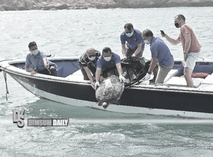 Rescued green turtle returned to sea - Dimsum Daily