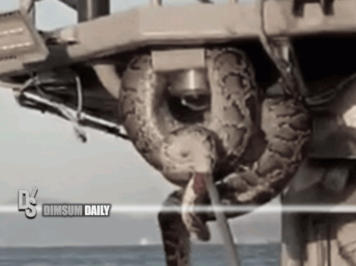2m long Burmese python caught on marine police barge - Dimsum Daily